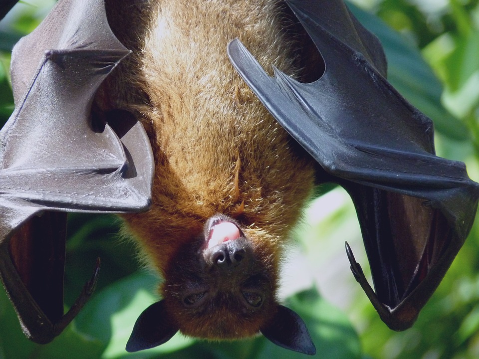 Human and Bat Echolocation in the Brain Vs Vision | Brain Blogger