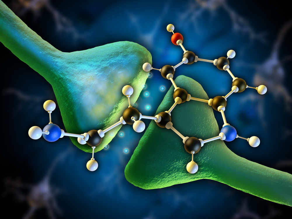 Serotonin and Behavior | Brain Blogger