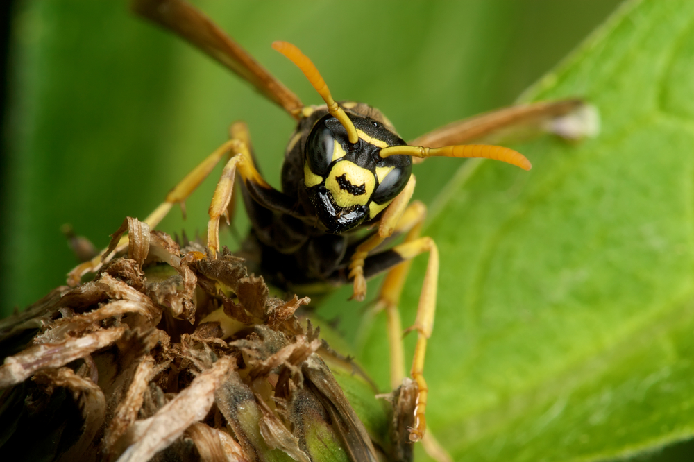 Do Insects Have Emotions and Empathy? | Brain Blogger